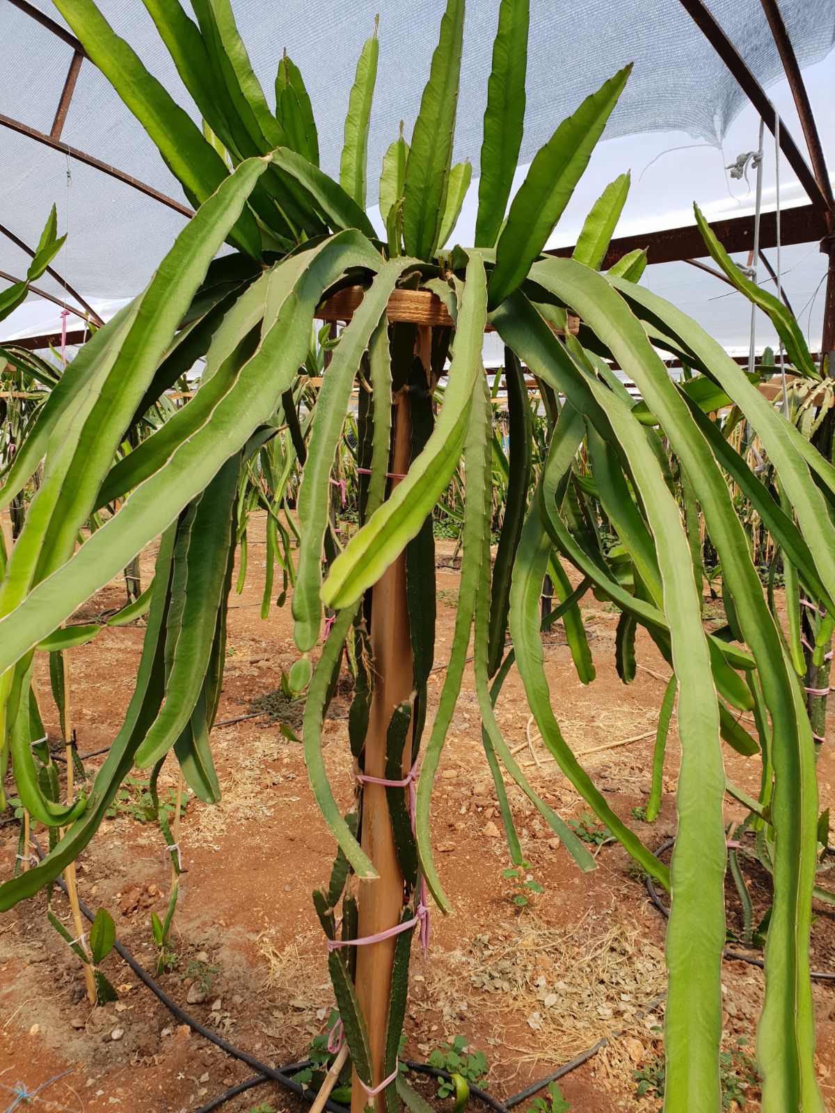 Ejder Meyvesi Nasıl Yetiştirilir? | Ejder Meyvesi