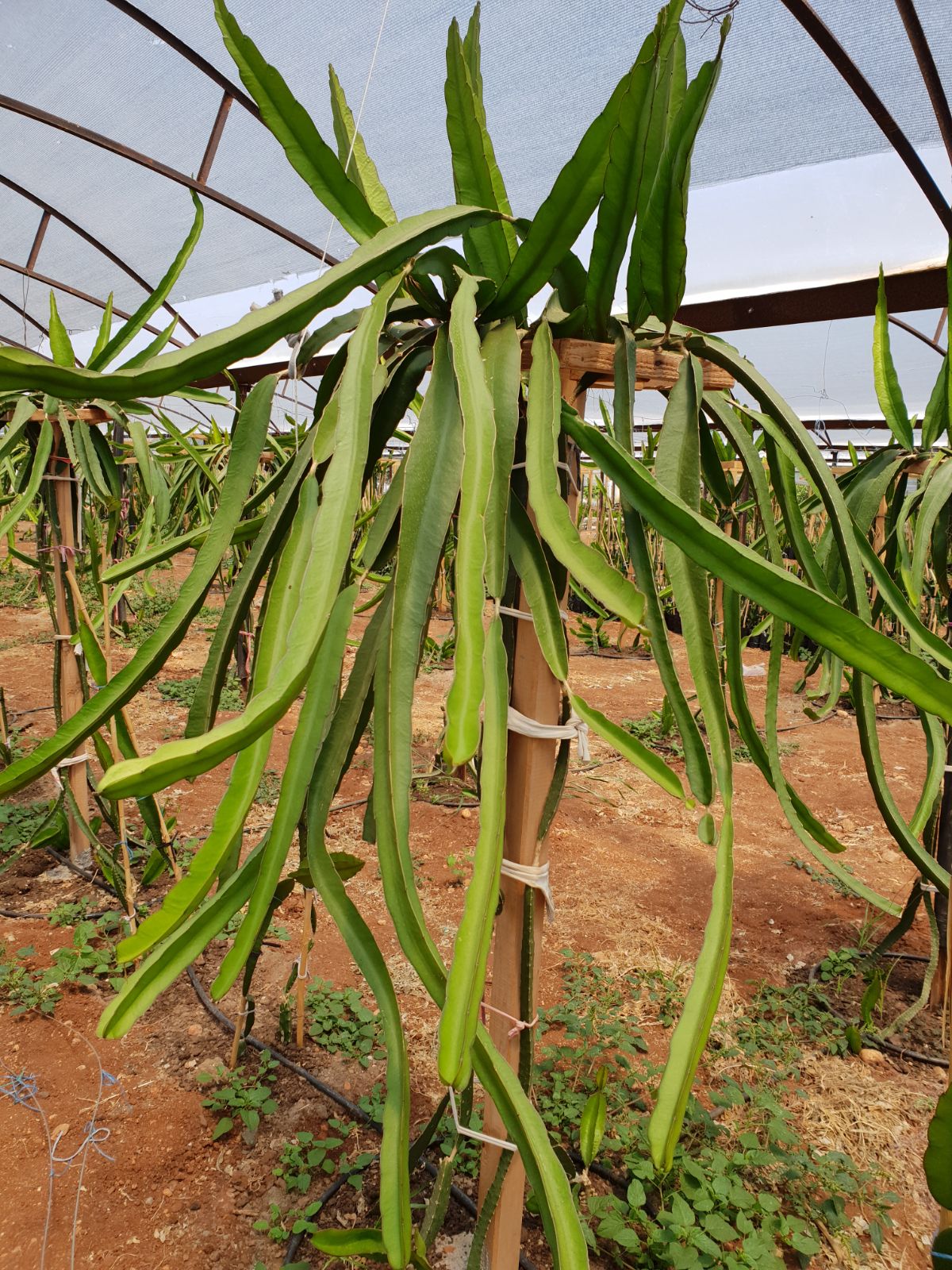 Ejder Meyvesi Nasıl Yetiştirilir? | Ejder Meyvesi