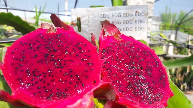 Ejder Meyvesinin Besin Değerleri | Ejder Meyvesi